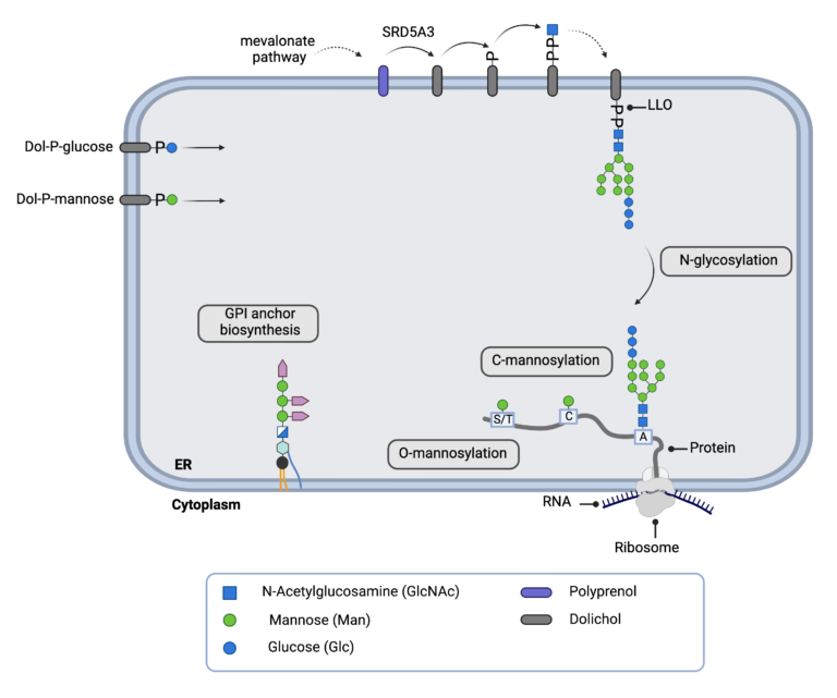 About SRD5A3 - Welcome to Cure SRD5A3